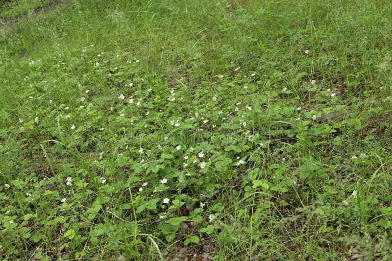 A Meadow of Blooming Wild Strawberries in a Spring Forest Stock Photo ...
