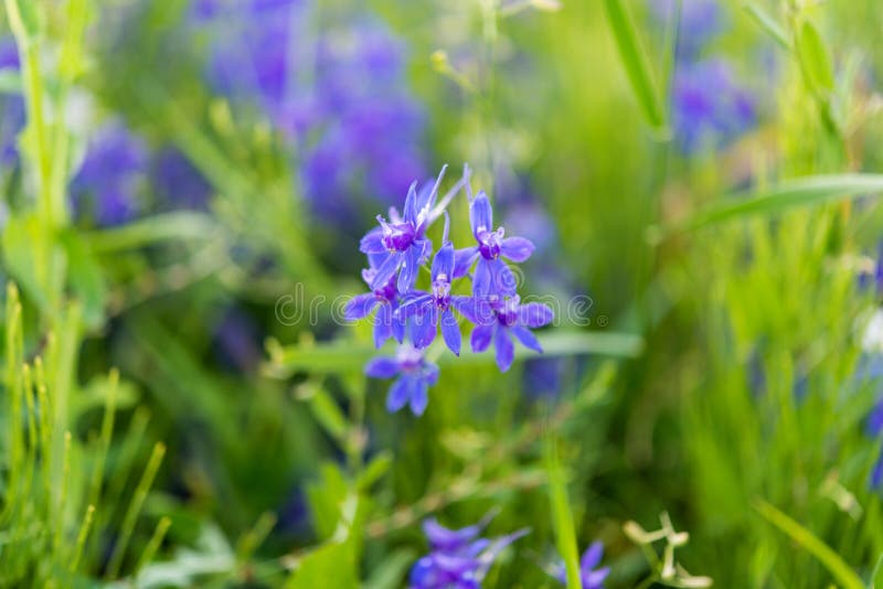 Meadow Blue Flowers on a Meadow Stock Image - Image of flower, daisy ...