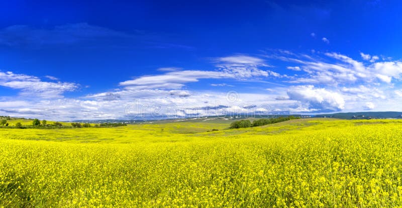 Meadow with blue sky above stock image. Image of meadow - 43519873
