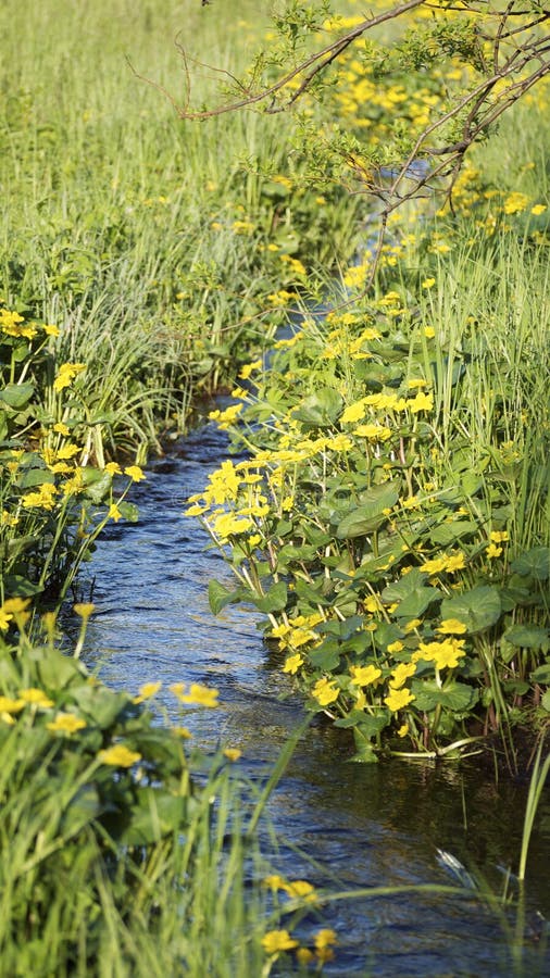 Meadow with a Brooklet, Summertime. Stock Photo - Image of creek ...