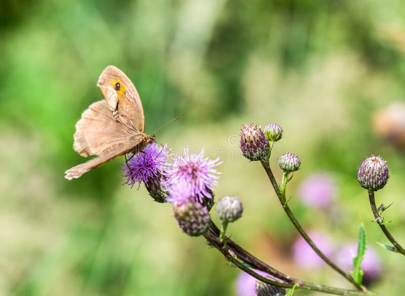 Meadow Brown stock image. Image of close, animal, thistle - 61396139