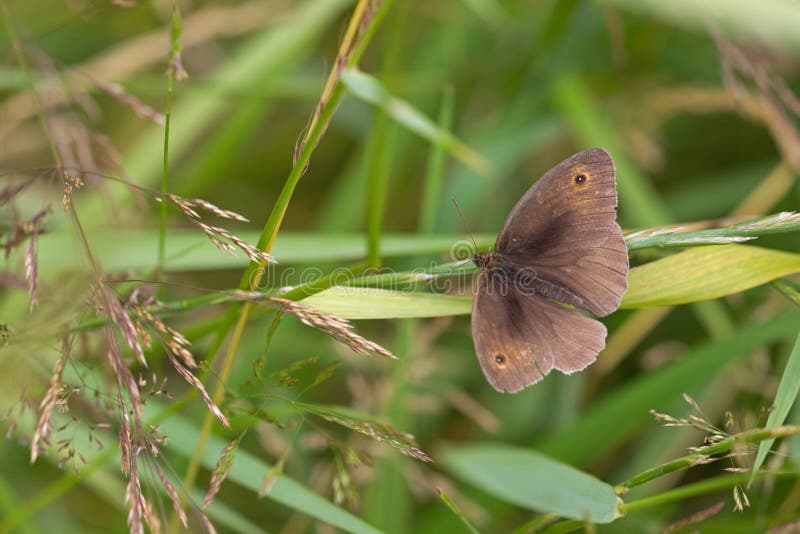 Meadow Brown stock photo. Image of nature, flora, maniola - 41973738