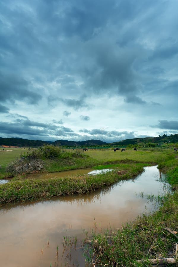 Meadow with a buffalo stock photo. Image of panorama - 35461348