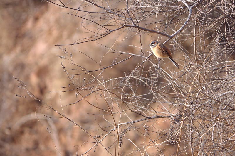 Meadow Bunting stock image. Image of meadow, animal, winter - 83373639