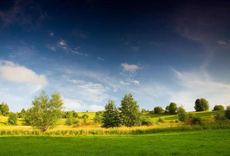 Meadow with Bush Under Blue Sky Stock Image - Image of nature ...