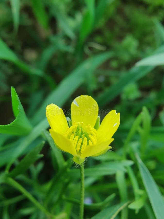 Meadow Buttercup or Ranunculus Acris Stock Photo - Image of bright ...