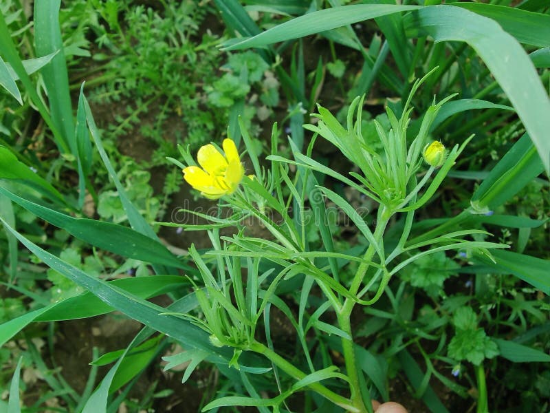 Meadow Buttercup or Ranunculus Acris Stock Photo - Image of botanical ...