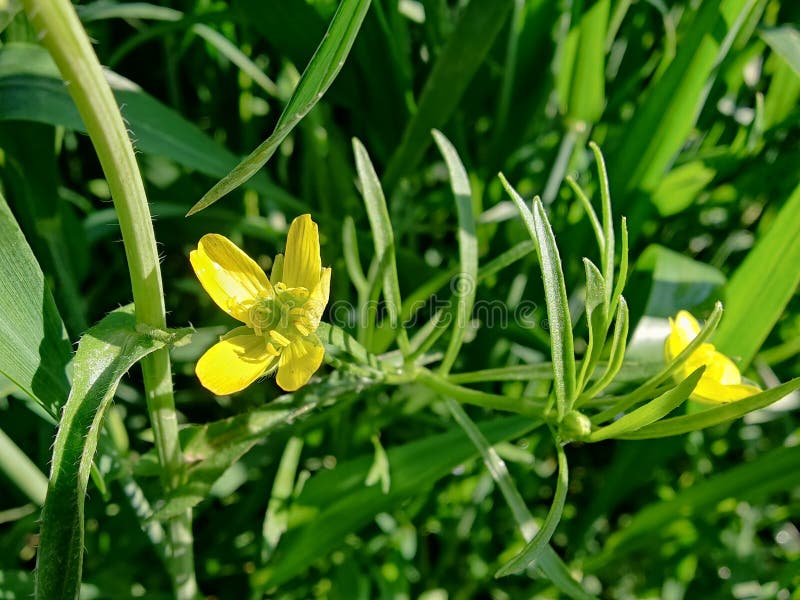 Meadow Buttercup or Ranunculus Acris Stock Photo - Image of bright ...