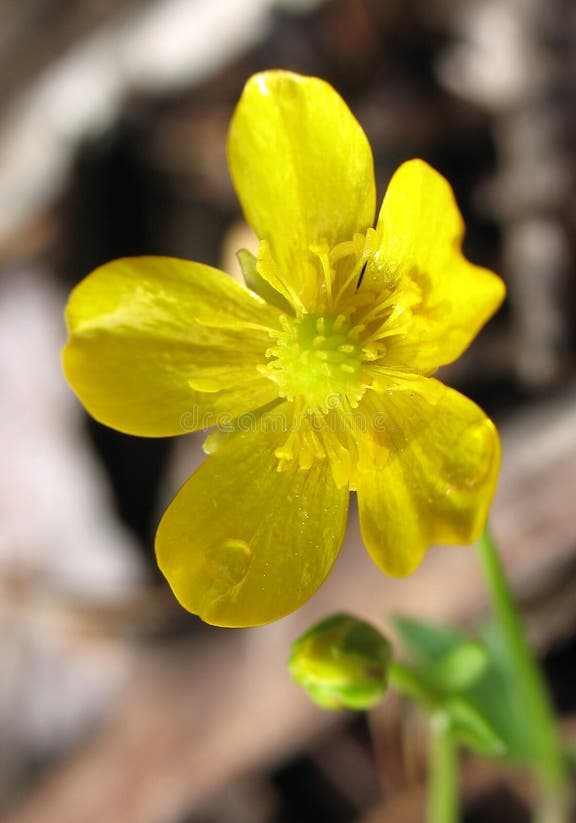 Meadow buttrcup stock photo. Image of tall, blooming, meadow - 45952
