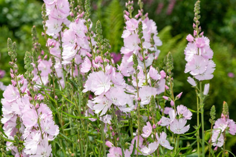 Meadow Checker Mallow Sidalcea Campestris Flowers Stock Photo - Image ...