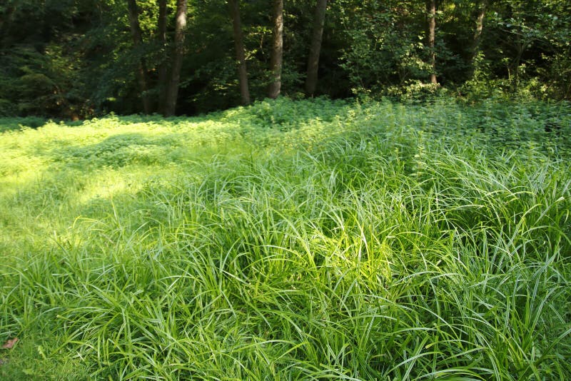 Meadow on a Clearing in Black Forest Stock Photo - Image of forest ...