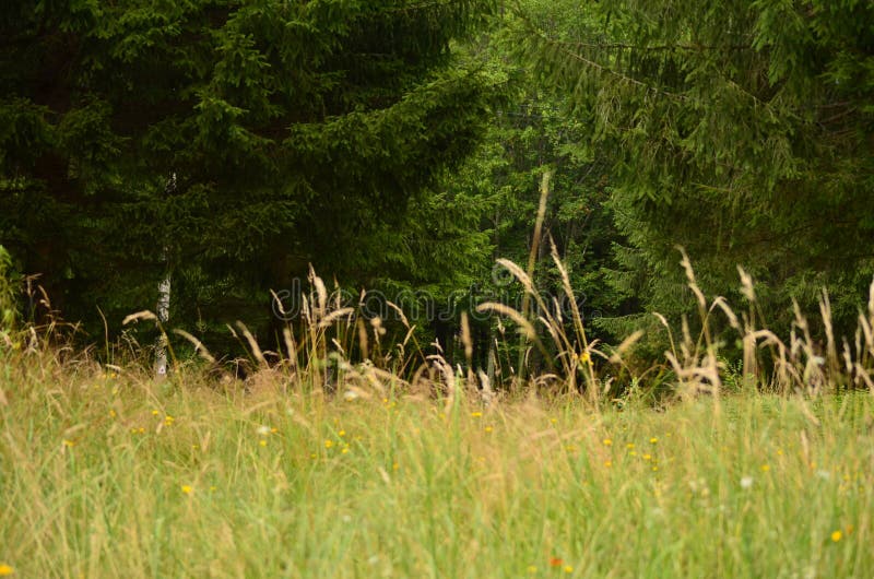 Meadow in a clearing . stock photo. Image of meadow - 198726682