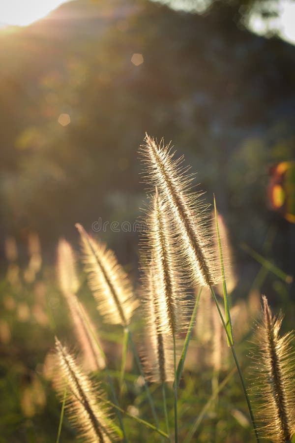 Meadow Close Up in Morning Sun Light. Stock Image - Image of light ...