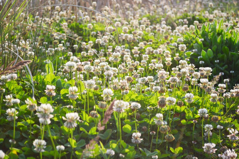 Meadow with clover stock image. Image of broad, foliage - 68791187