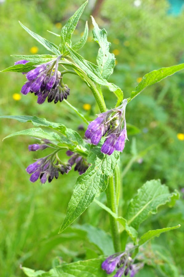 In the Meadow, the Comfrey Symphytum Officinale is Blooming Stock Image ...