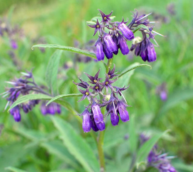 In the Meadow, the Comfrey Symphytum Officinale is Blooming Stock Image ...