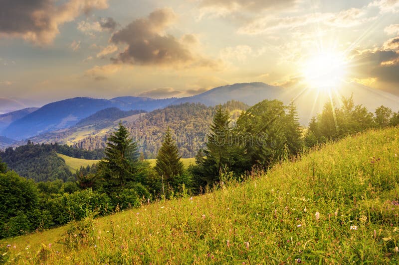 Meadow with Coniferous Trees on the Hillside at Sunset Stock Image ...