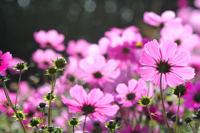Meadow with cosmea stock image. Image of color, closeup - 66950617