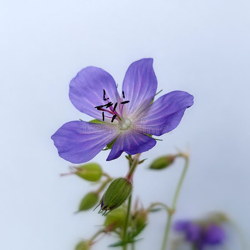 Meadow Cranesbill (Geranium Pratense) Stock Image - Image of flowers ...