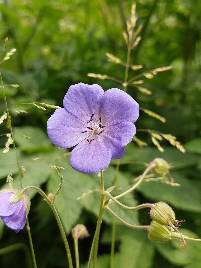 Meadow Cranesbill (Geranium Pratense) Stock Photo - Image of flower ...