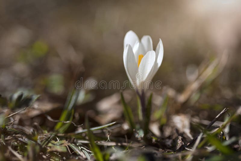 Meadow of Crocus in Bloom, Mountain Panorama Stock Photo - Image of ...