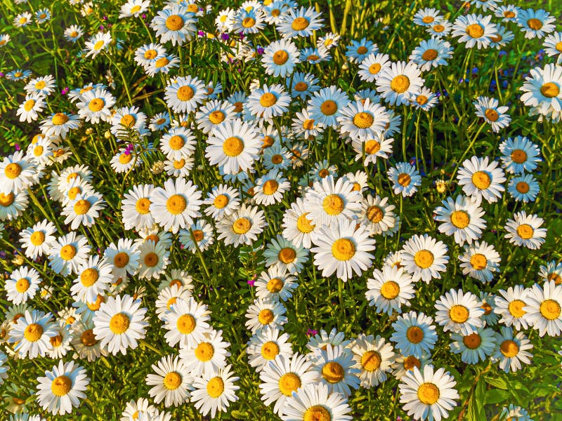Spring Daisies stock image. Image of garden, seasons - 12776513