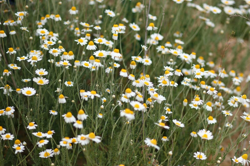 Meadow Daisies Grow in the Field Stock Image - Image of ground ...