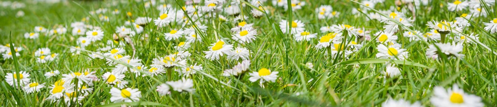 13,695 Daisy Banner Stock Photos - Free & Royalty-Free Stock Photos ...