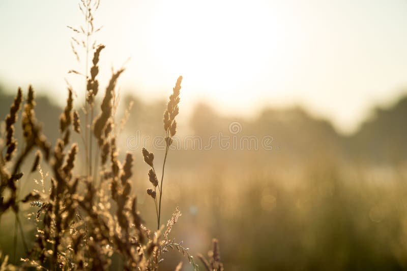 Meadow at dawn with mist stock photo. Image of field - 71853684