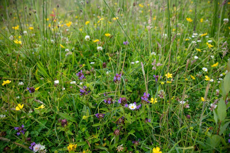 Meadow with Different Type of Wildflowers Stock Photo - Image of meadow ...