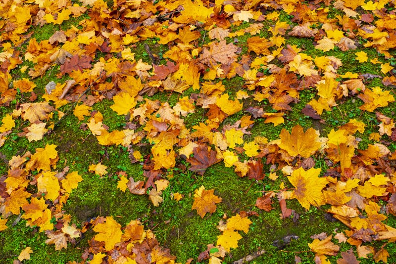 Meadow with Falling Yellow Leaves, Fall Colors Stock Image - Image of ...