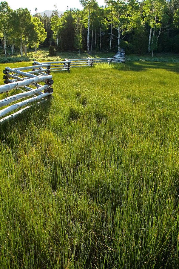 Meadow Fence stock image. Image of aspen, tree, environment - 15362463