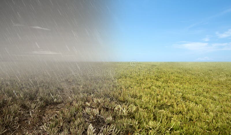 Meadow Field with a Different Climate Stock Image - Image of nature ...