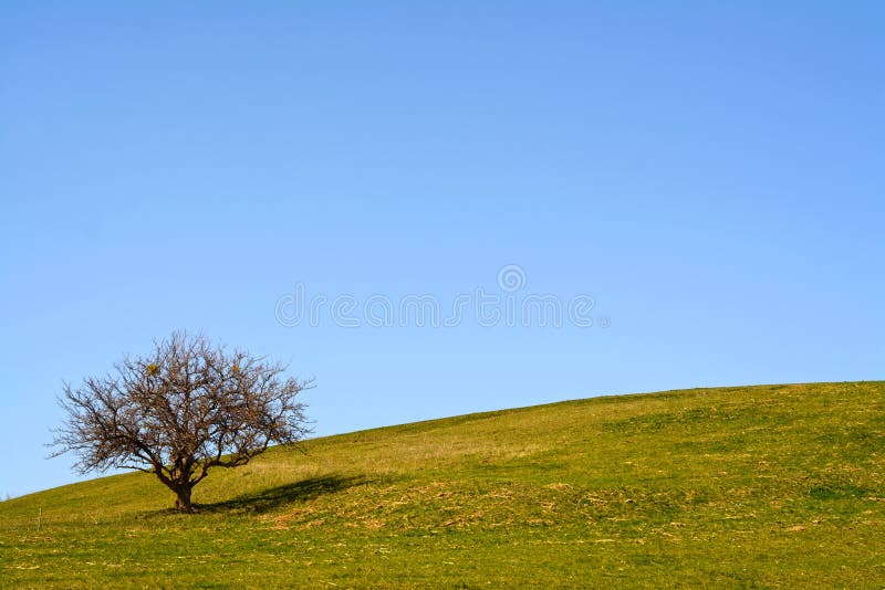 Meadow field with old tree stock photo. Image of clear - 49982518