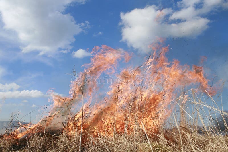 Meadow fire stock image. Image of environmental, burning - 8176835