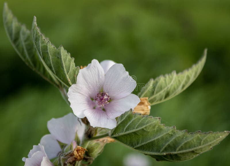 Meadow Flower of Slavonia, Croatia. Stock Photo - Image of meadow ...