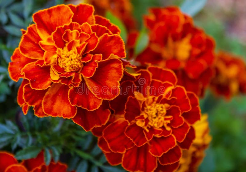 Meadow Flower of Slavonia, Croatia. Stock Photo - Image of croatia ...