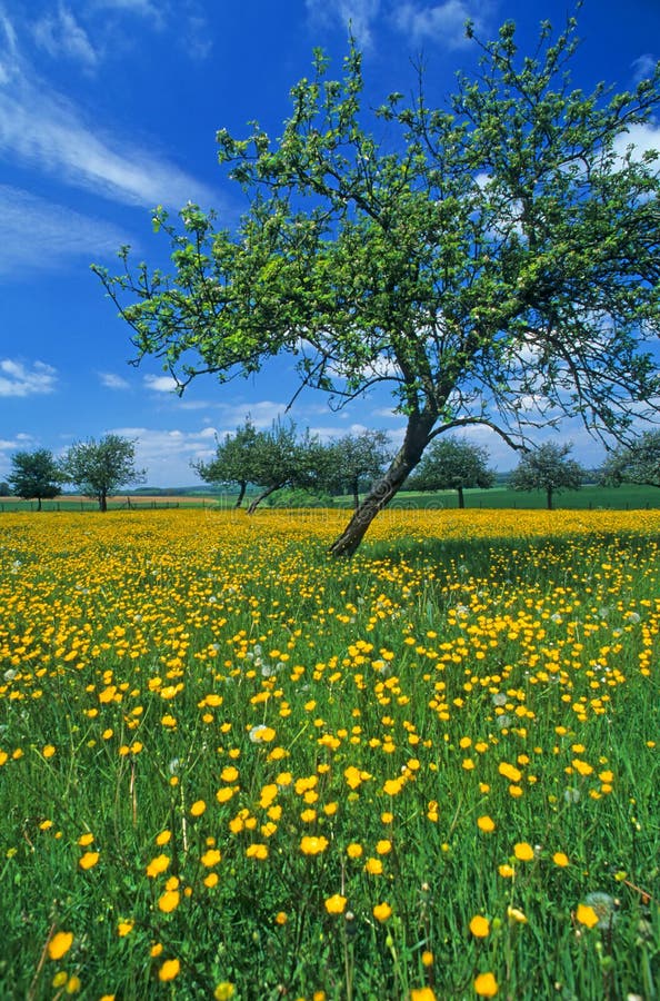 Meadow with flowers 8 stock image. Image of yellow, meadow - 2586571