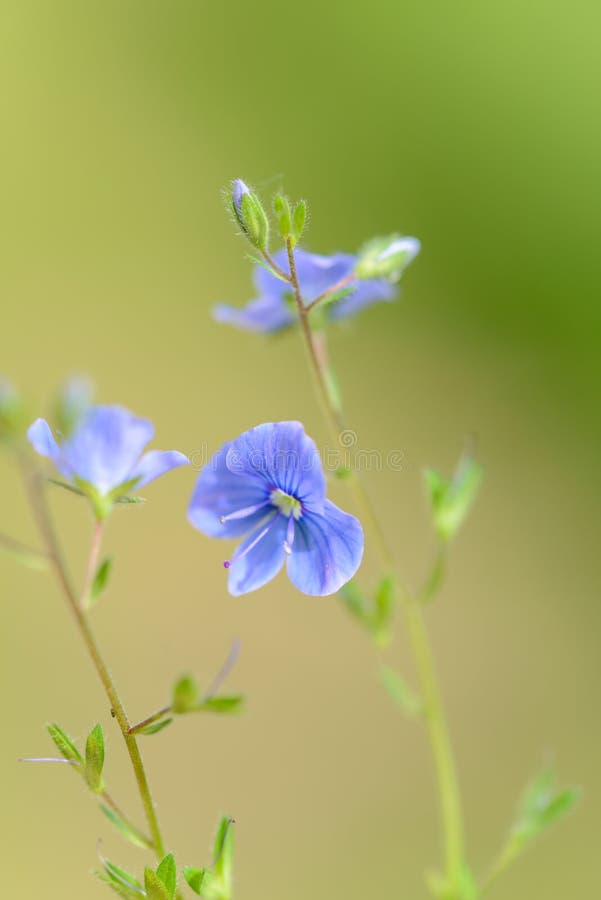 Meadow flowers stock image. Image of beautiful, flowers - 31686627
