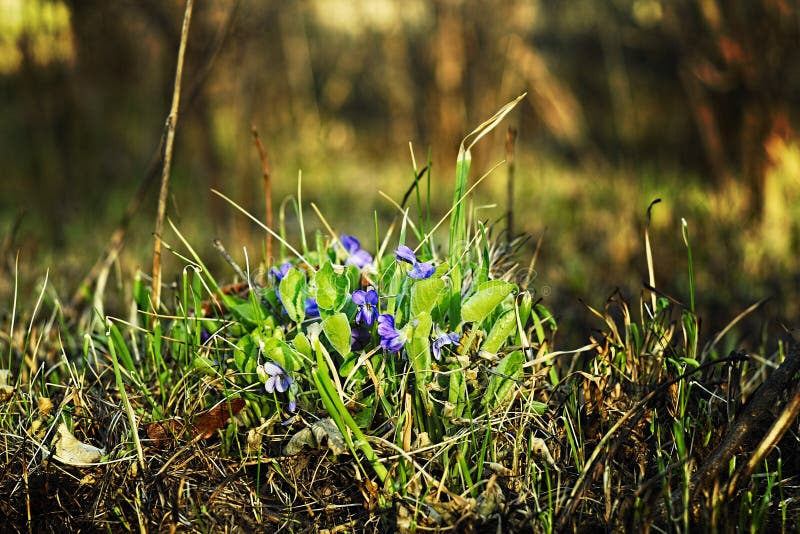 Meadow flowers stock photo. Image of climbing, nature - 101407968