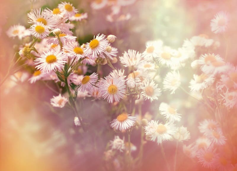 Meadow flowers stock photo. Image of grow, budding, leaves - 53397402