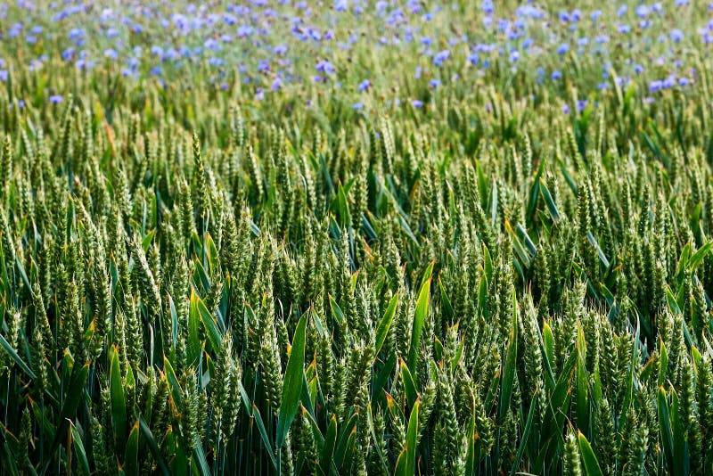 Wheat plants on field stock image. Image of grass, idyllic - 137135301