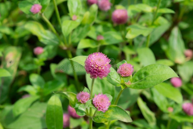 Pink Globe Amaranth Flowers in the Garden, Close-up. Stock Image ...