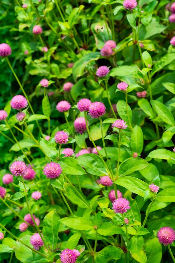 Meadow with Pink Flowers of Globe Amaranth Stock Image - Image of ...