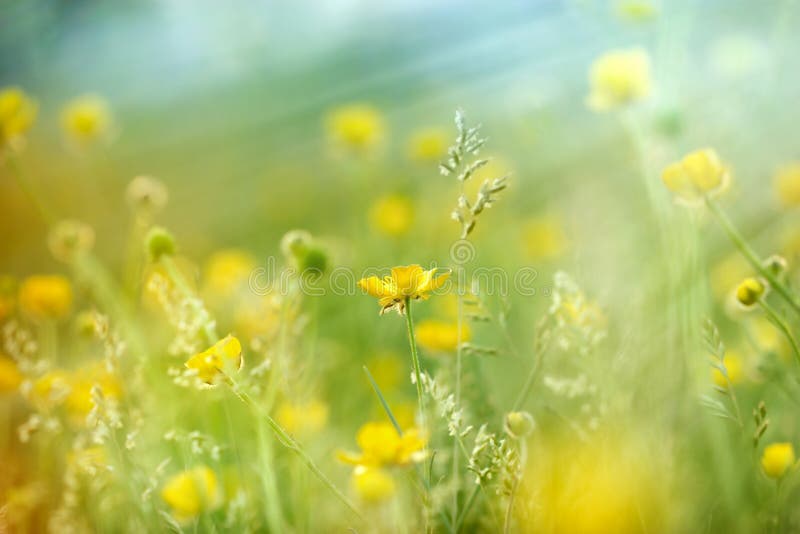 Meadow Flowers Lit by Sun Rays Stock Image - Image of flowers, outdoors ...