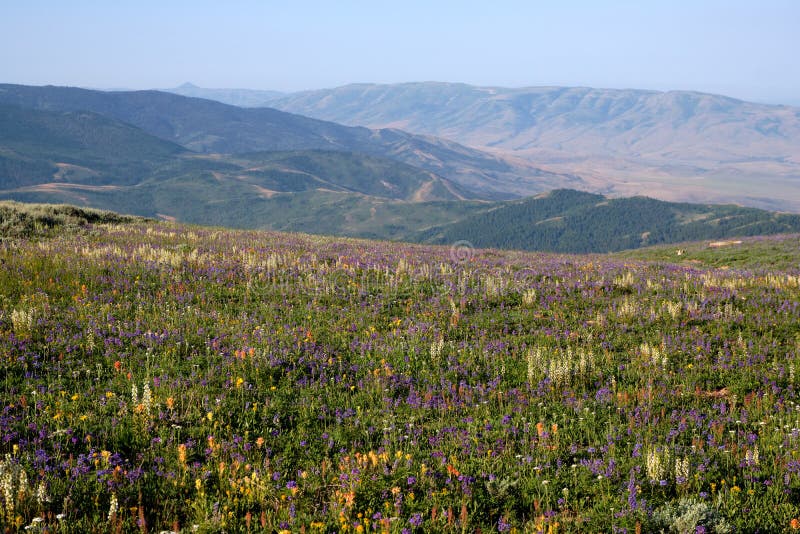 Meadow of Flowers on Mount Harrison Stock Photo - Image of meadow ...