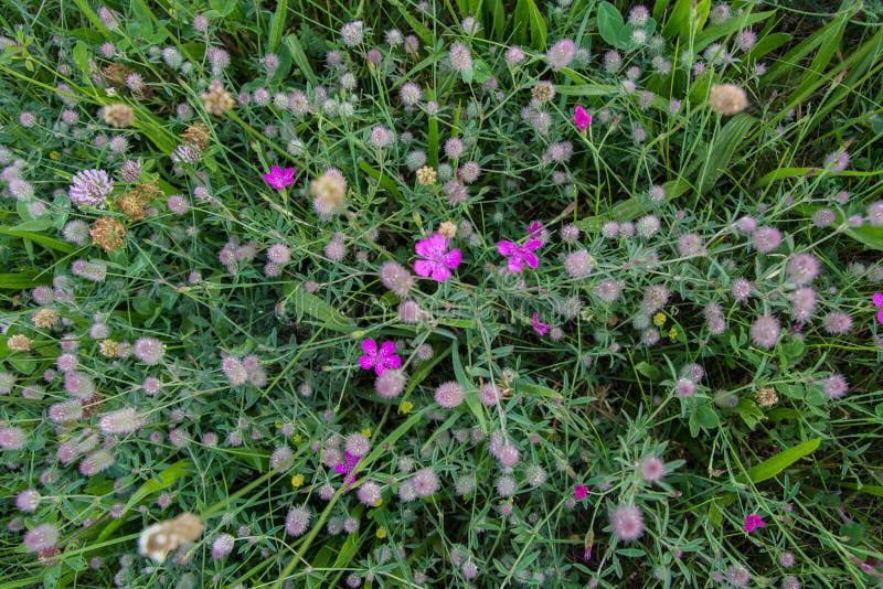 Meadow flowers texture stock photo. Image of texture - 153568304