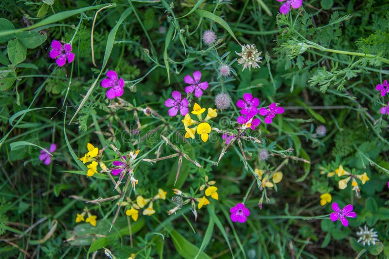 Meadow flowers texture stock image. Image of blooming - 153568227