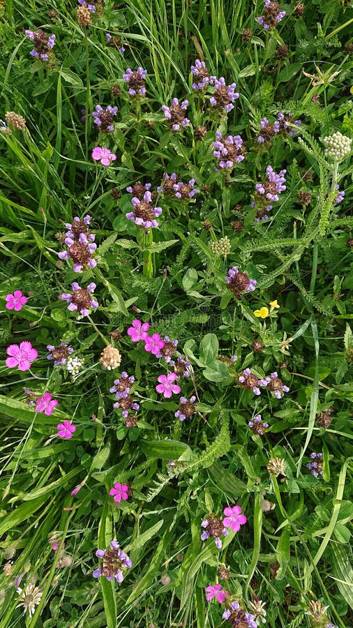 Meadow flowers texture stock image. Image of full, carnation - 153568401