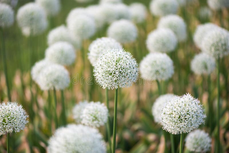 White Allium Giganteum or Giant Onions in Garden Stock Photo - Image of ...